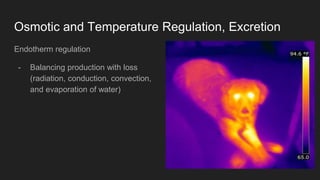 Osmotic and temperature regulation, excretion | PPTX