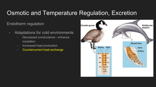 Osmotic and temperature regulation, excretion | PPTX