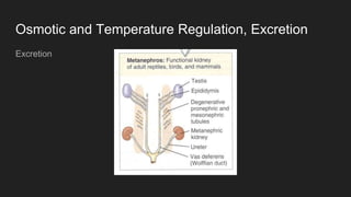 Osmotic and temperature regulation, excretion | PPTX