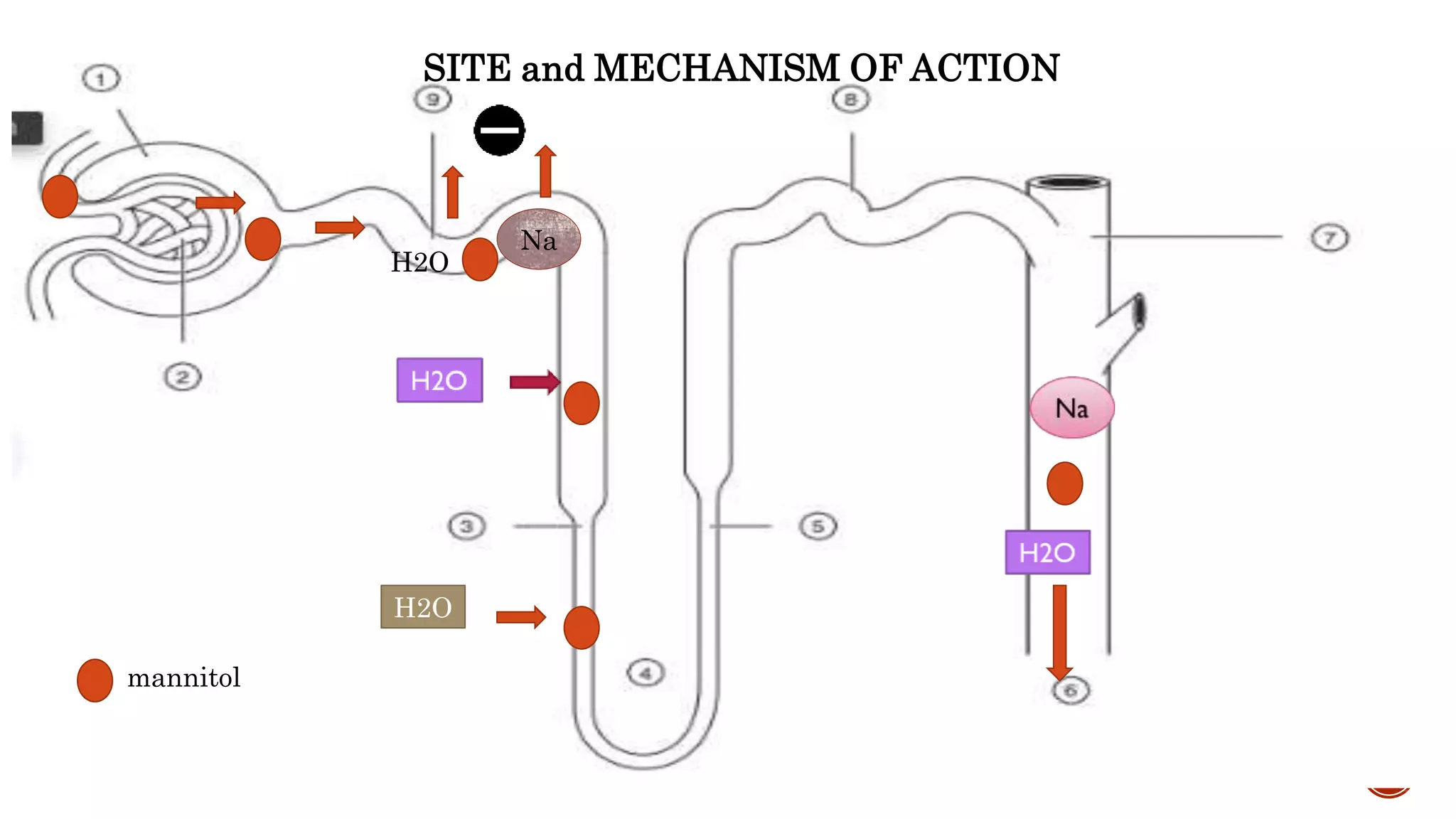 Osmotic diuretics | PPTX
