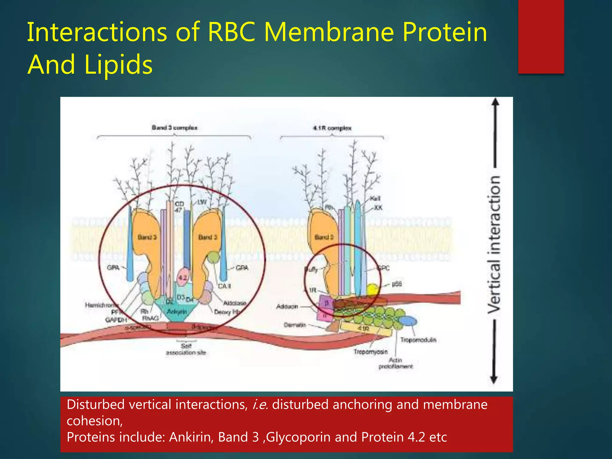 Osmotic fragility & rbc membrane defects 050916 | PPTX