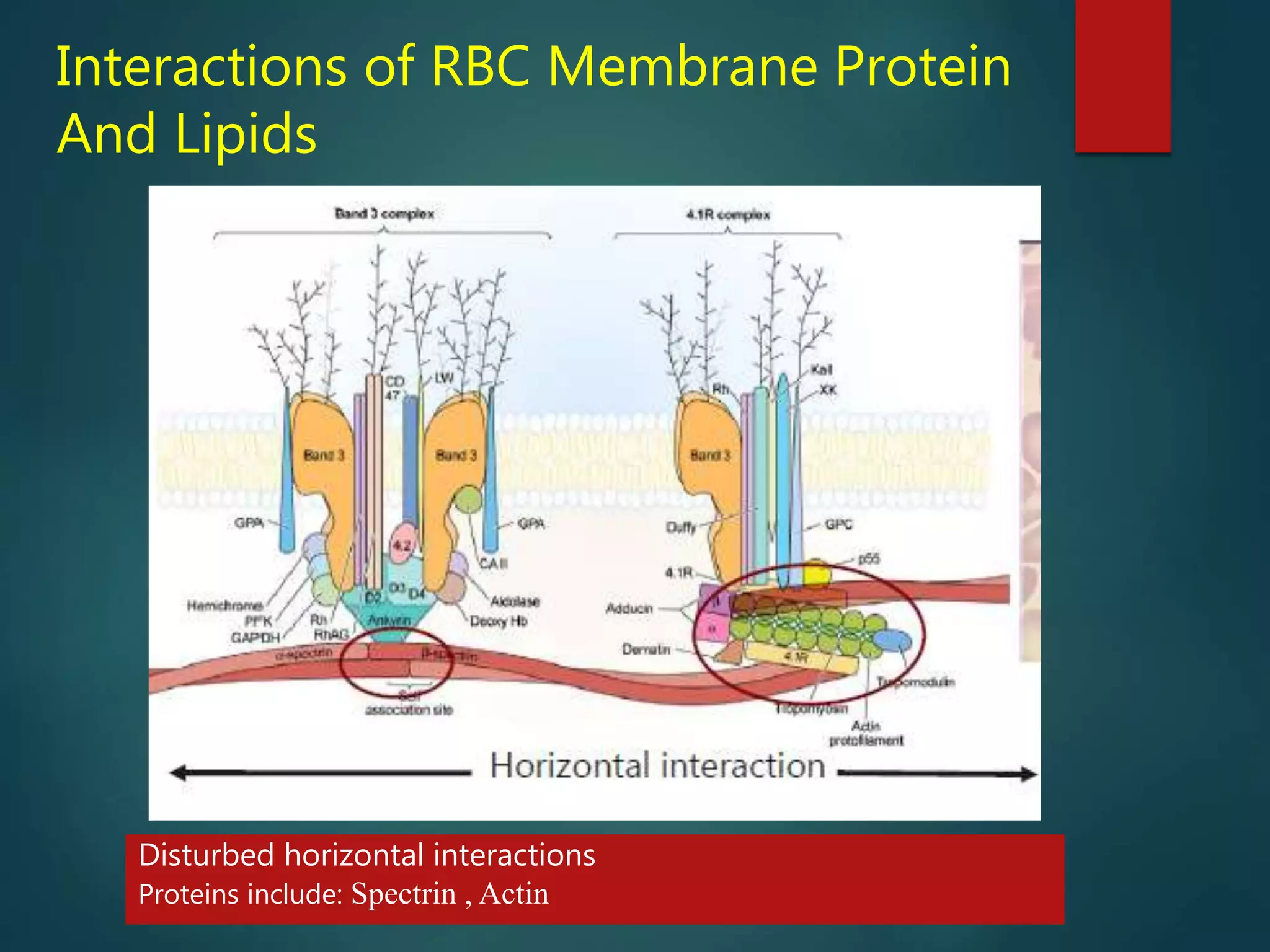 Osmotic fragility & rbc membrane defects 050916 | PPTX