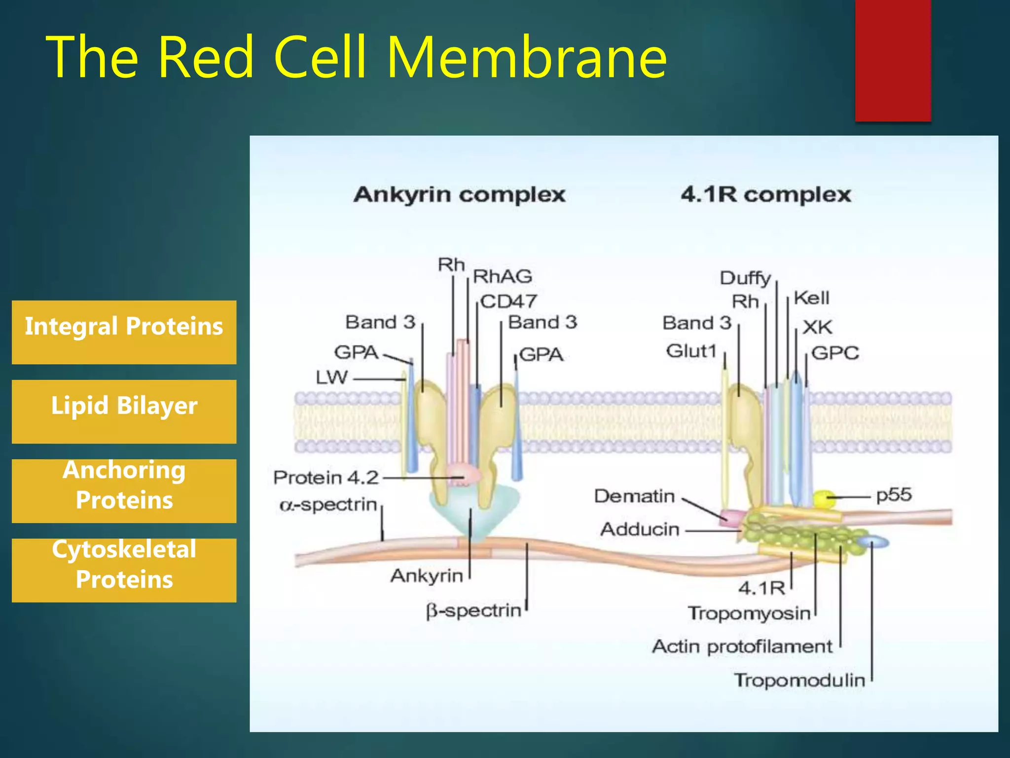 Osmotic fragility & rbc membrane defects 050916 | PPTX
