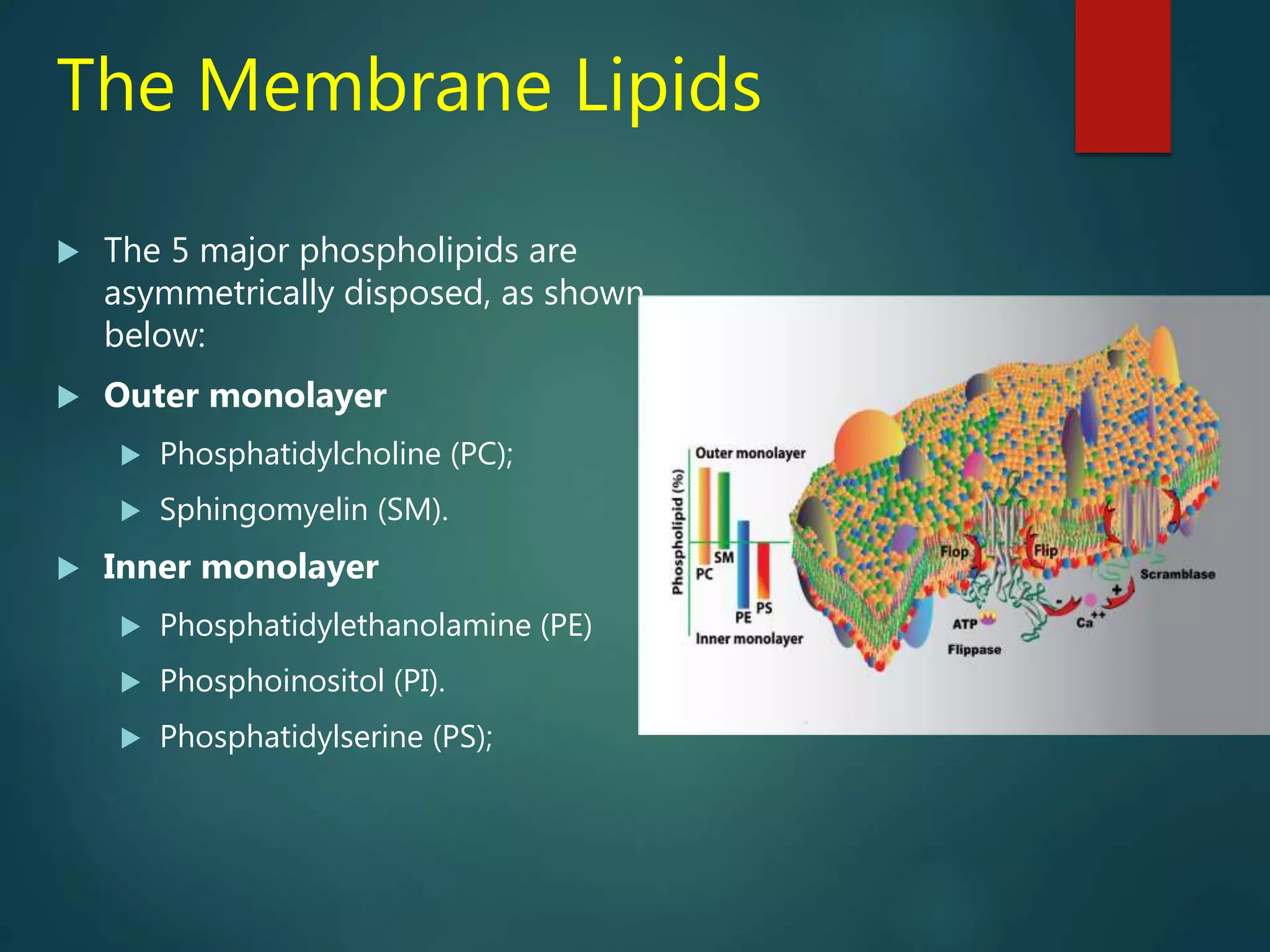 Osmotic fragility & rbc membrane defects 050916 | PPTX