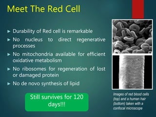 Osmotic fragility & rbc membrane defects 050916 | PPTX
