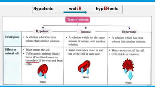 Osmotic Fragility Test | PPTX