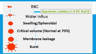 Osmotic Fragility Test | PPTX