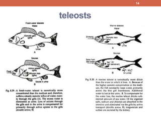 Osmotic regulation part 1 | PPT