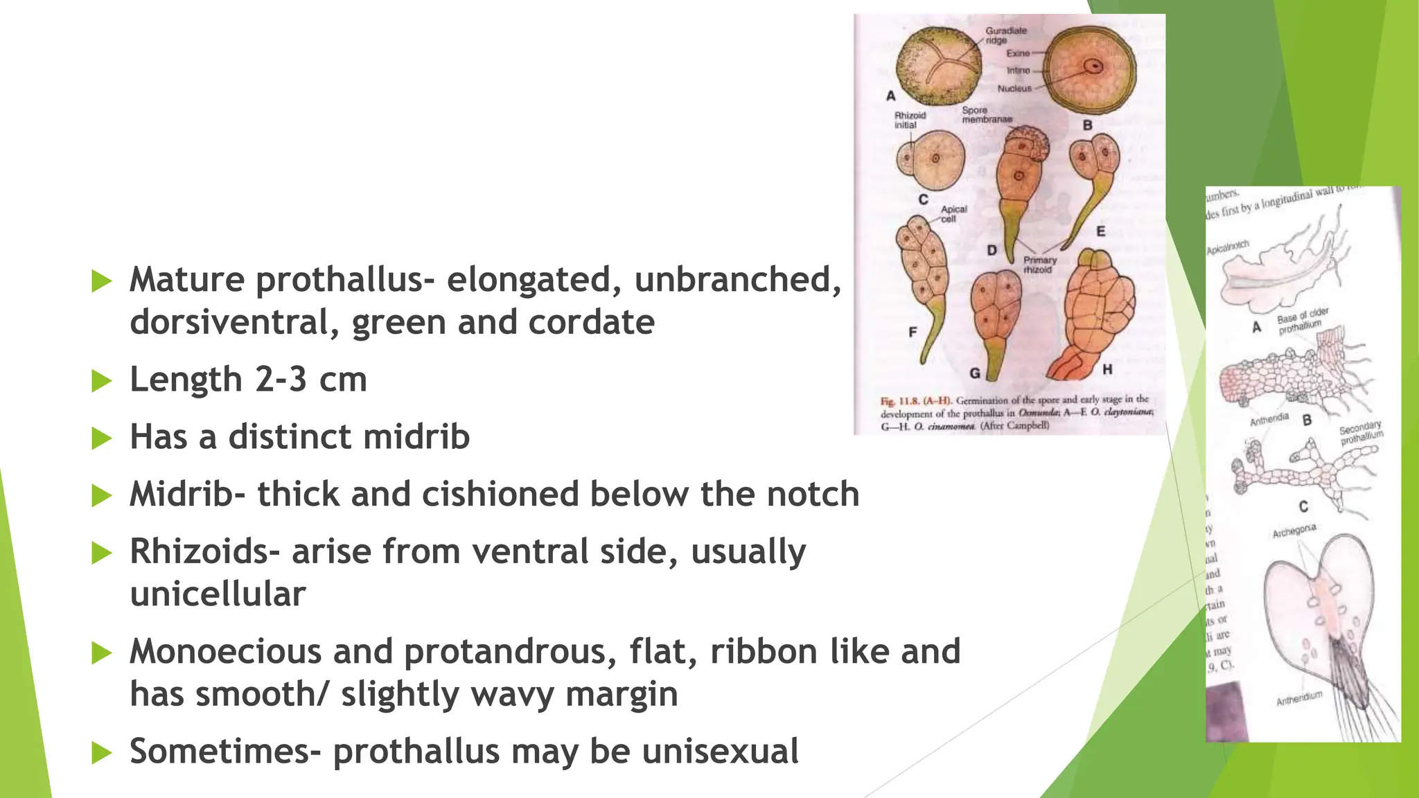 OSMUNDA .............................pptx