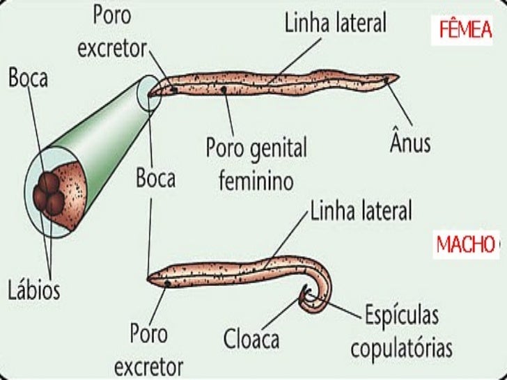 Os nematelmintos 1º ano