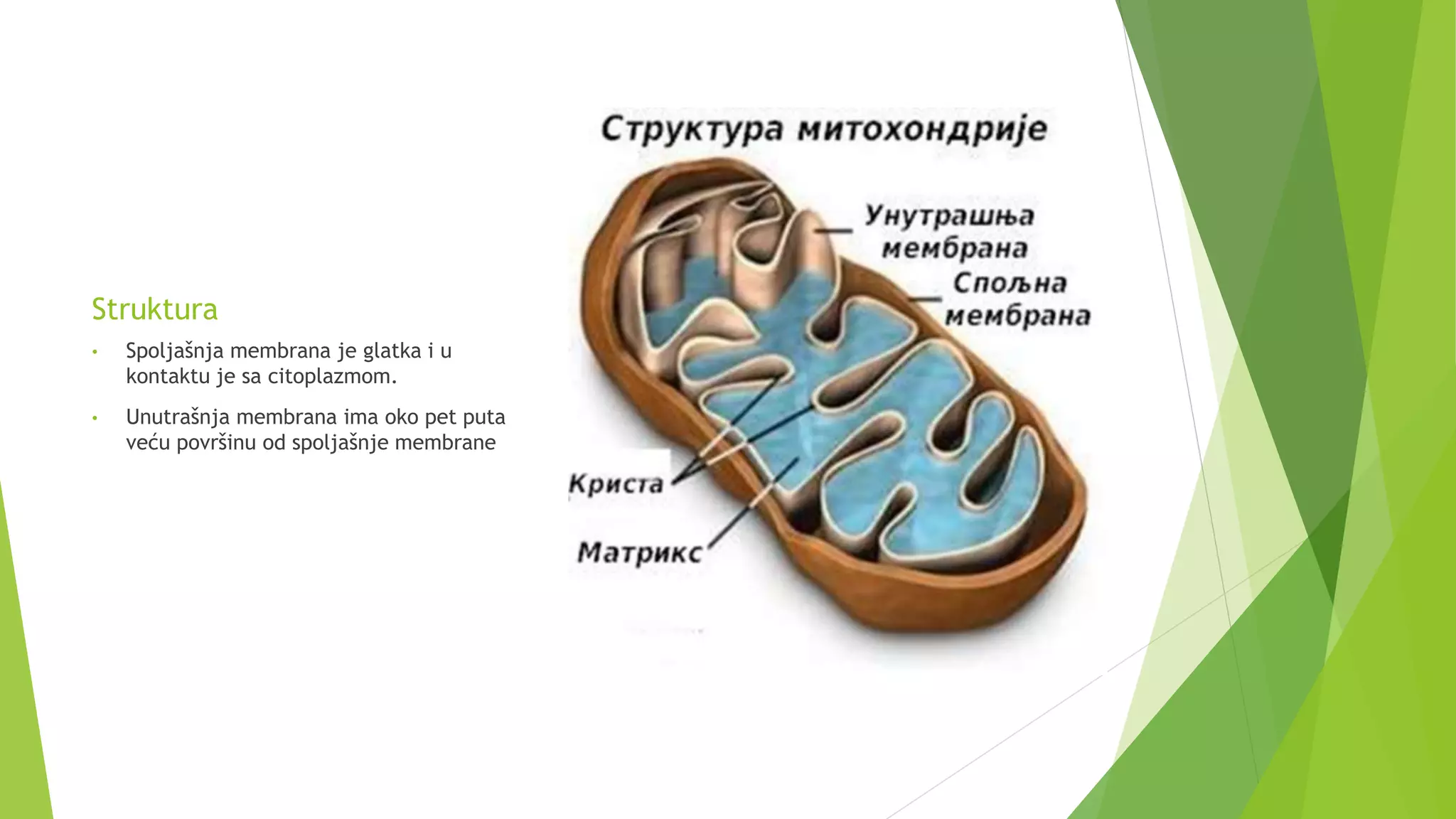 Osnovna građa ćelije.pptx