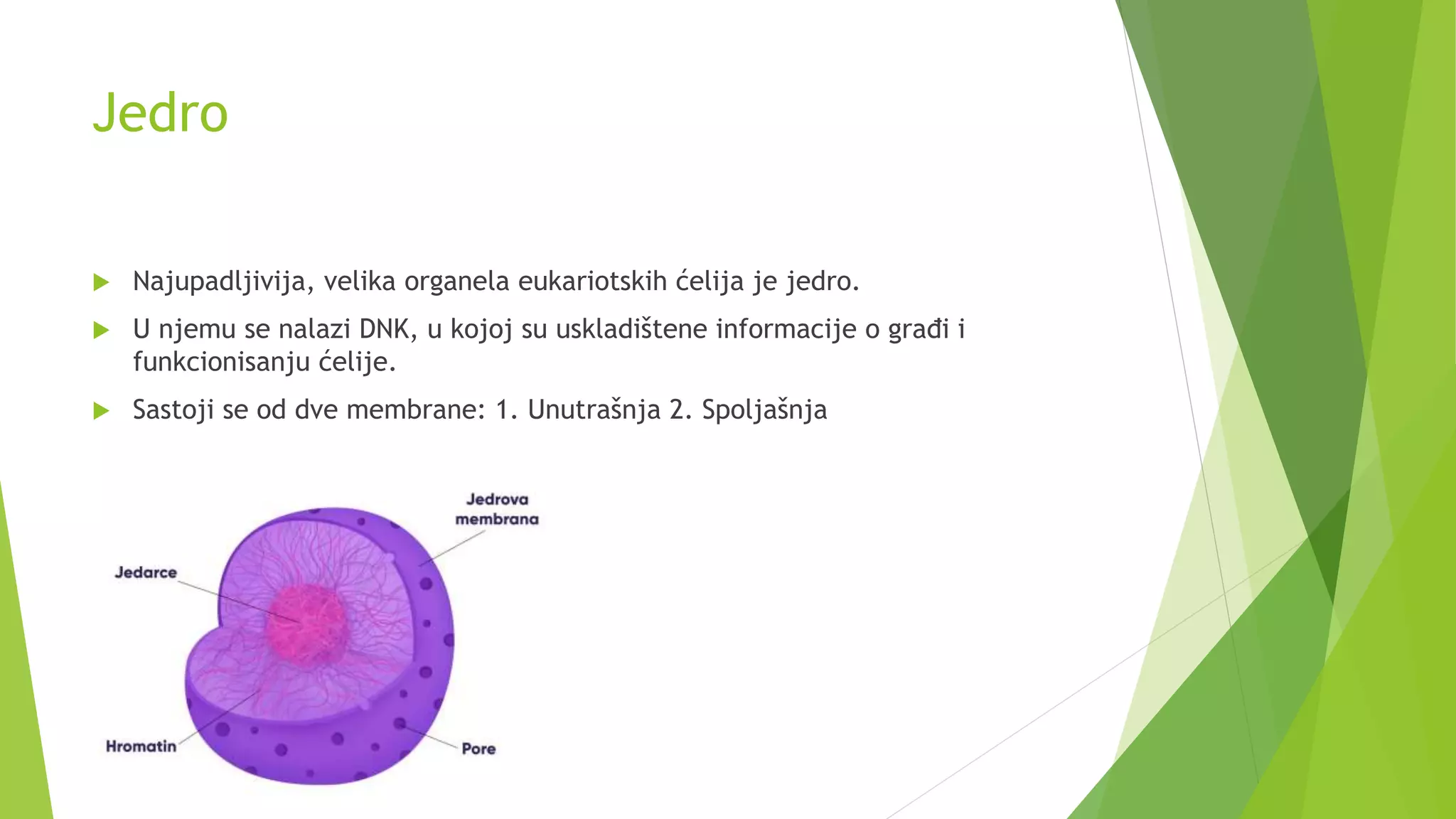Osnovna građa ćelije.pptx