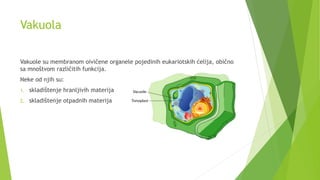 Osnovna građa ćelije.pptx