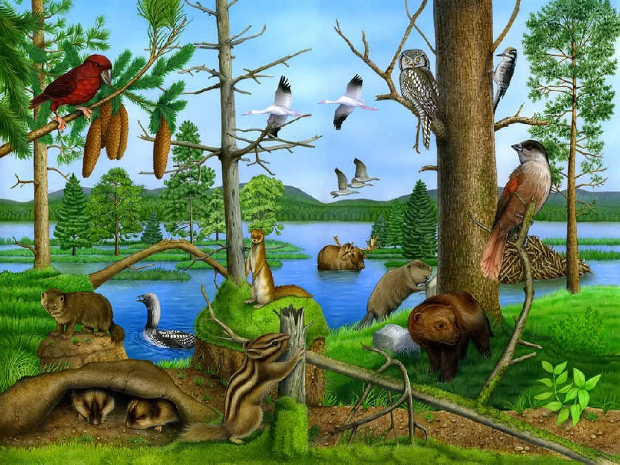 Osnovni biomi na zemlji. Biosfera | PPT