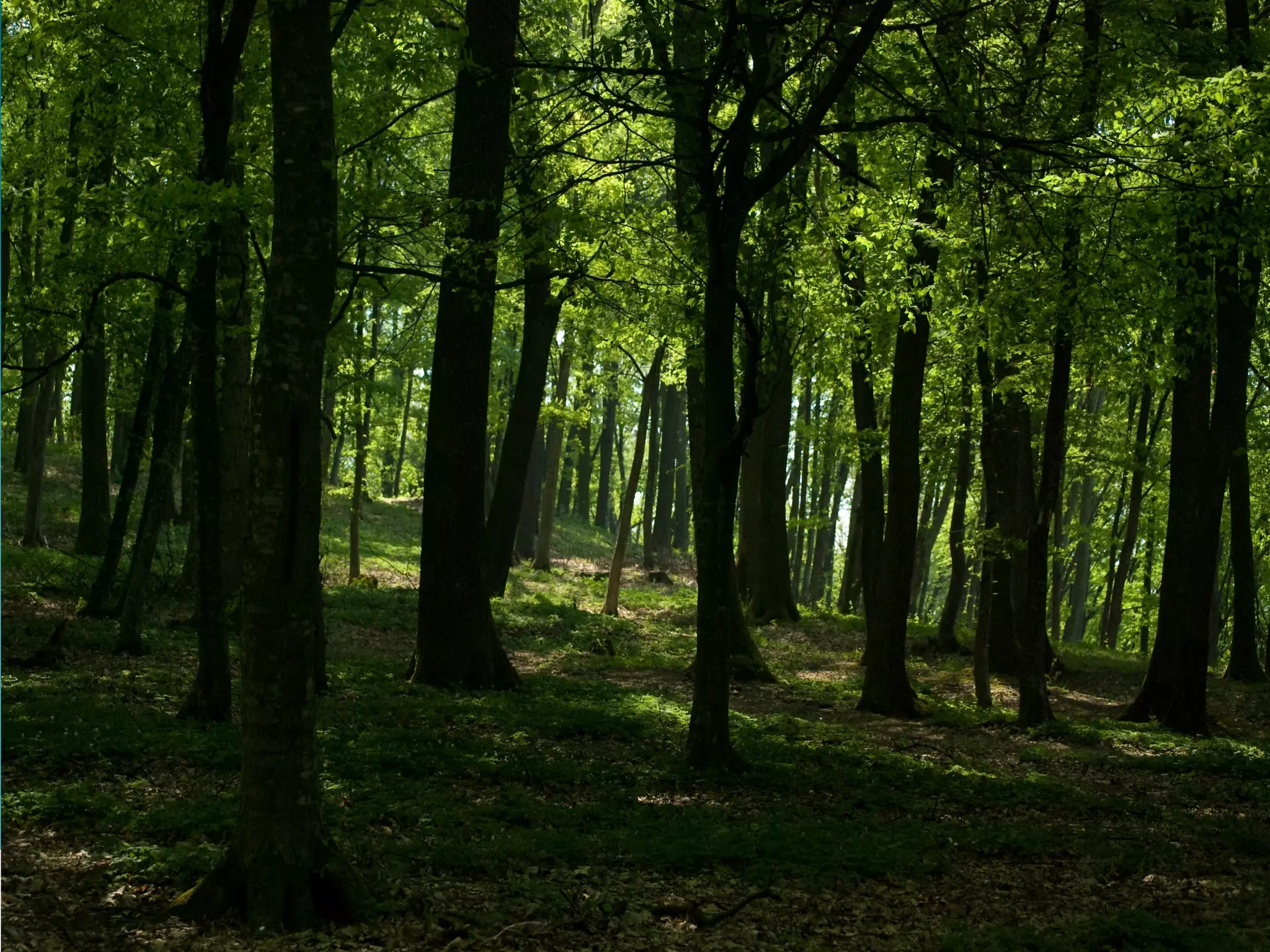 Osnovni biomi na zemlji. Biosfera | PPT