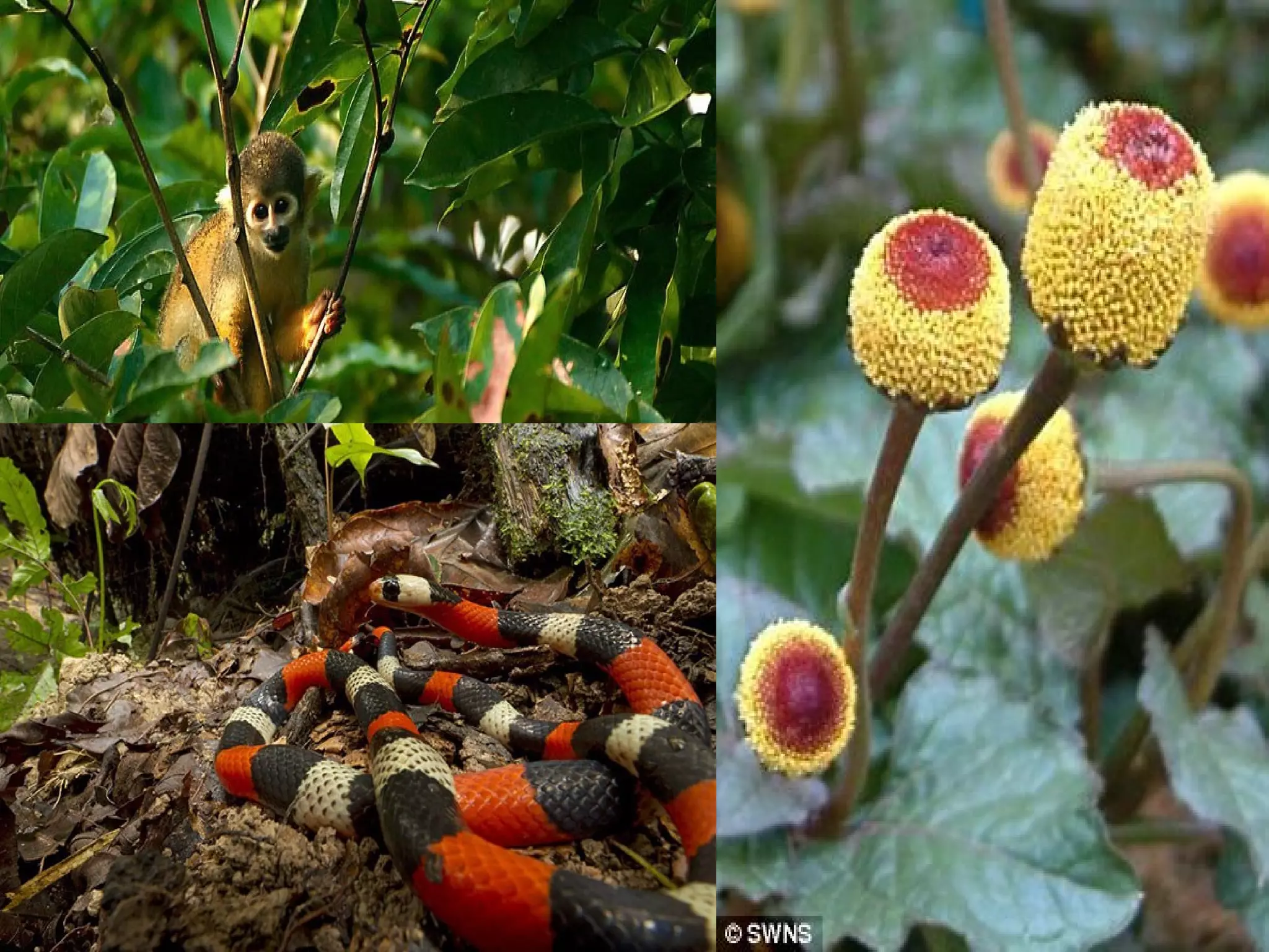 Osnovni biomi na zemlji. Biosfera | PPT