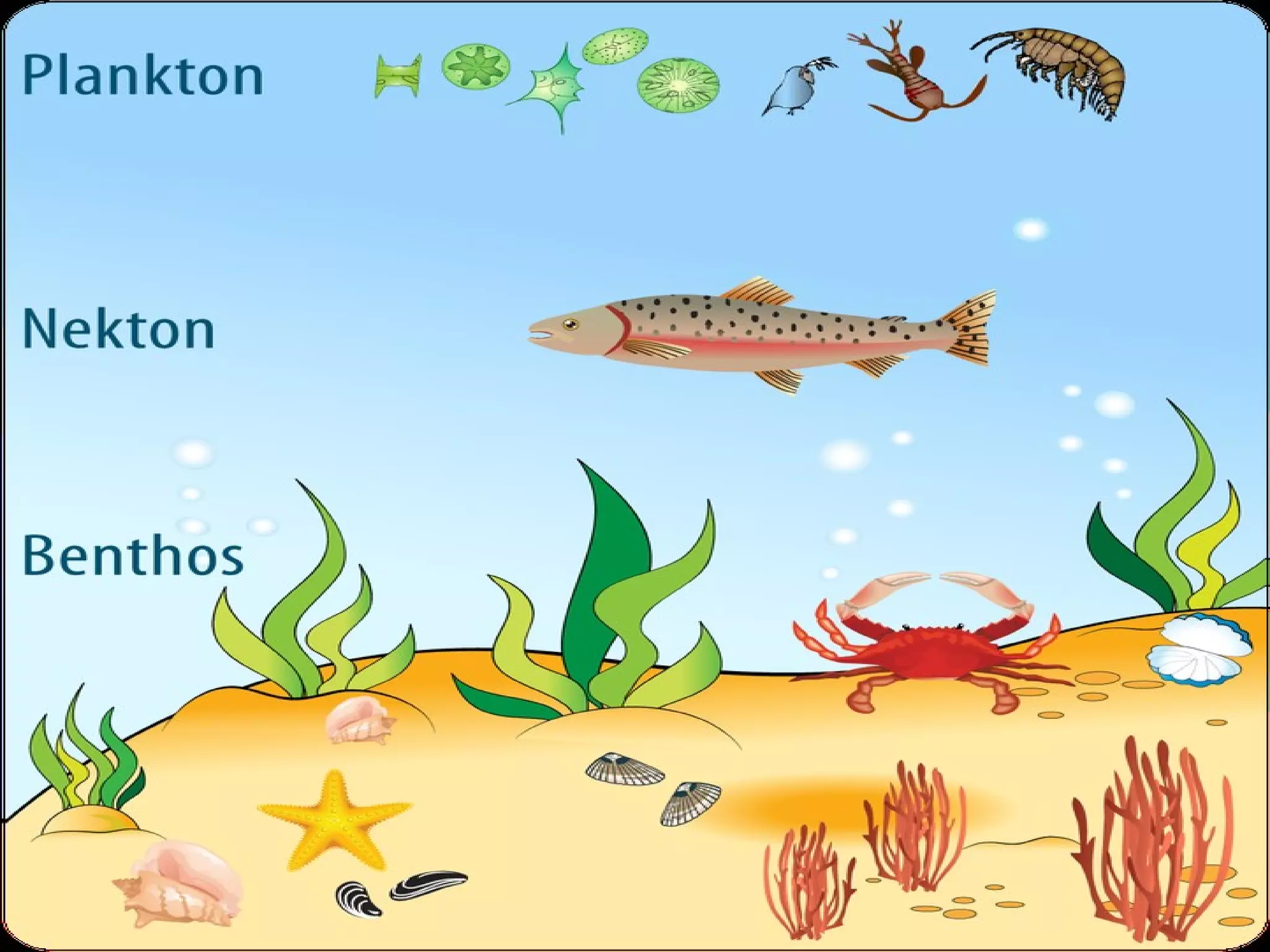 Osnovni biomi na zemlji. Biosfera | PPT