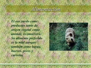Oso Pardo Presentacion | PPT