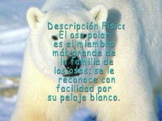 Oso polar | PPT