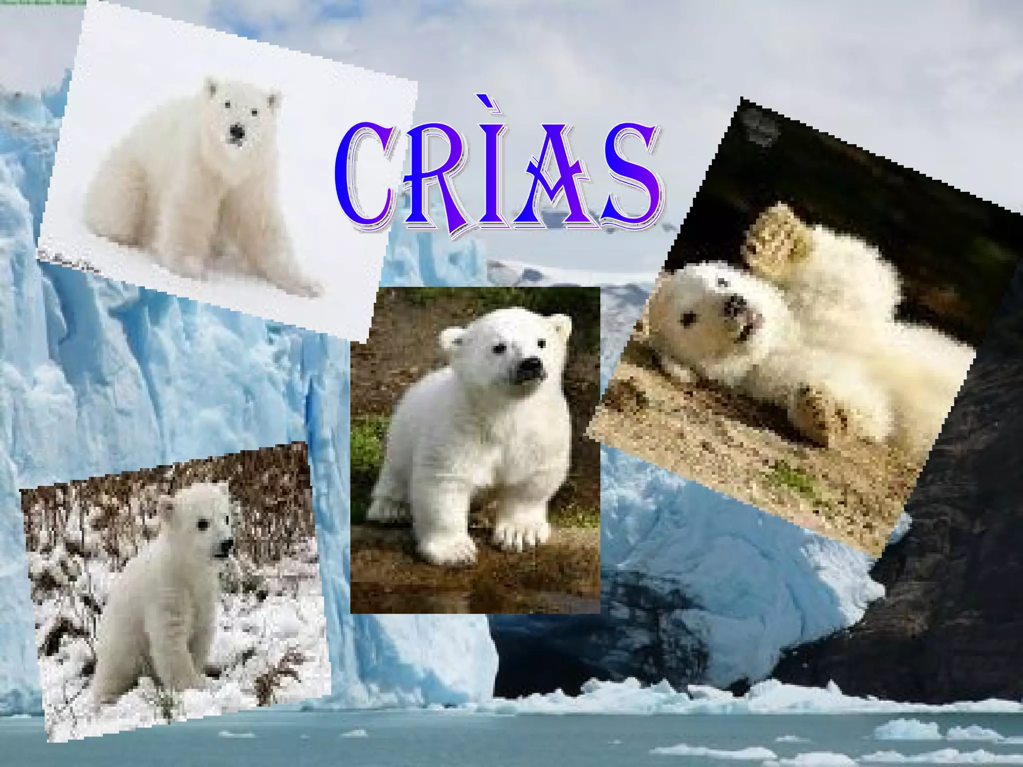 Oso Polar | PPT