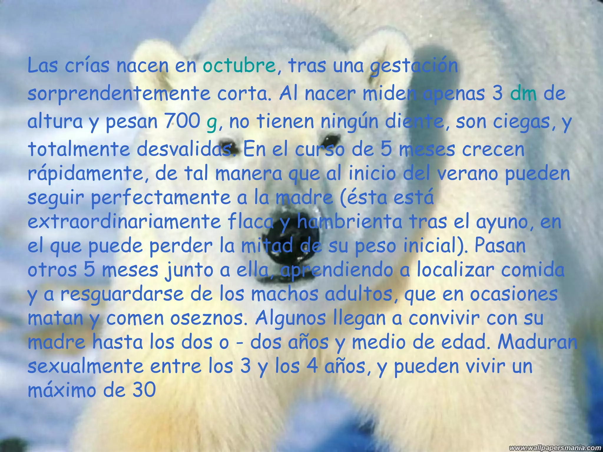 Oso Polar | PPT