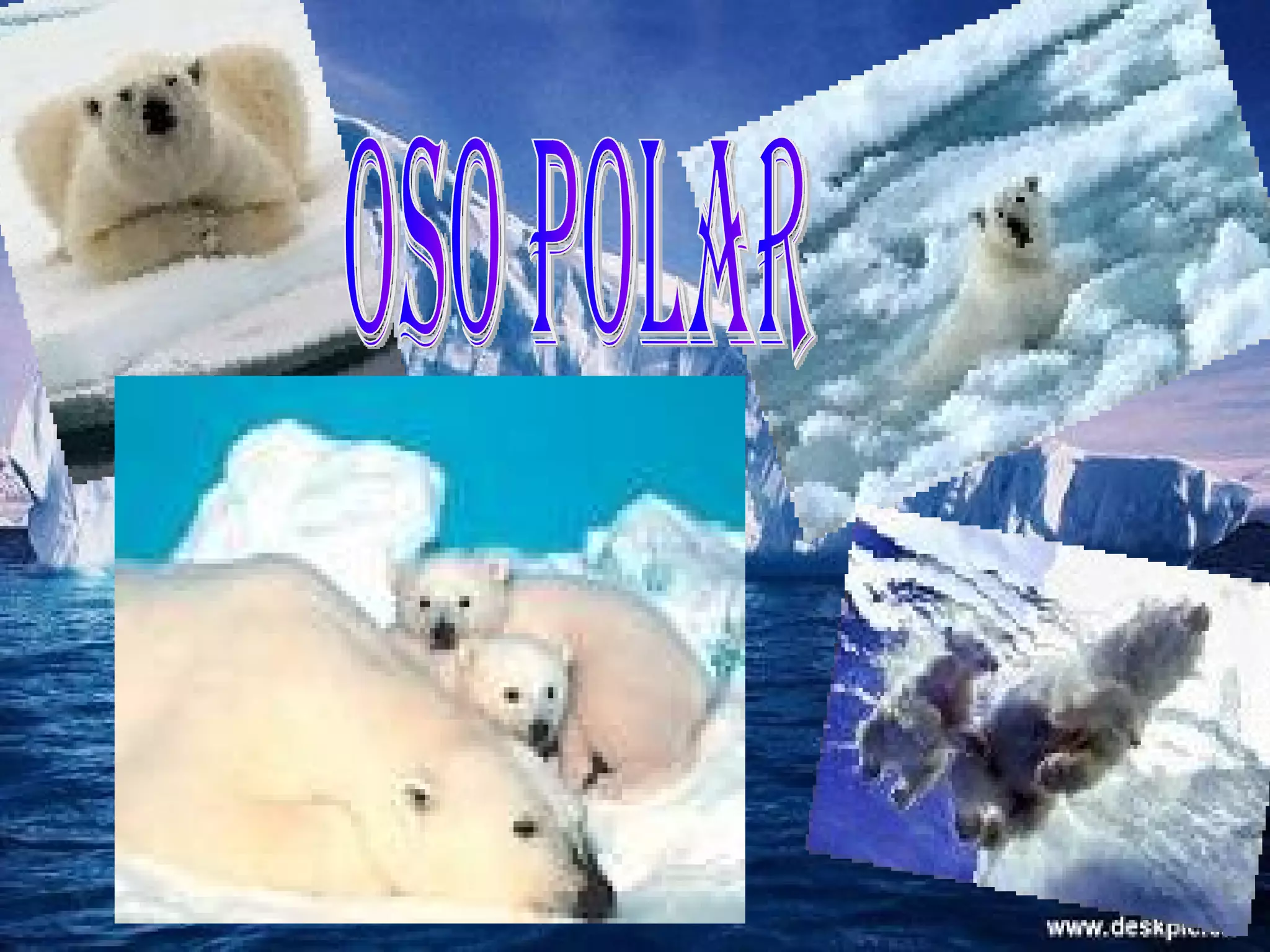 Oso Polar | PPT