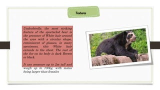 OSO ANDINO. (1).pptx