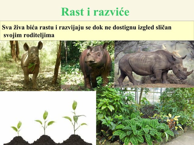 Osobine živih bića | PPT