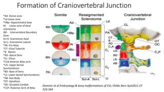 Os odontoideum | PPTX