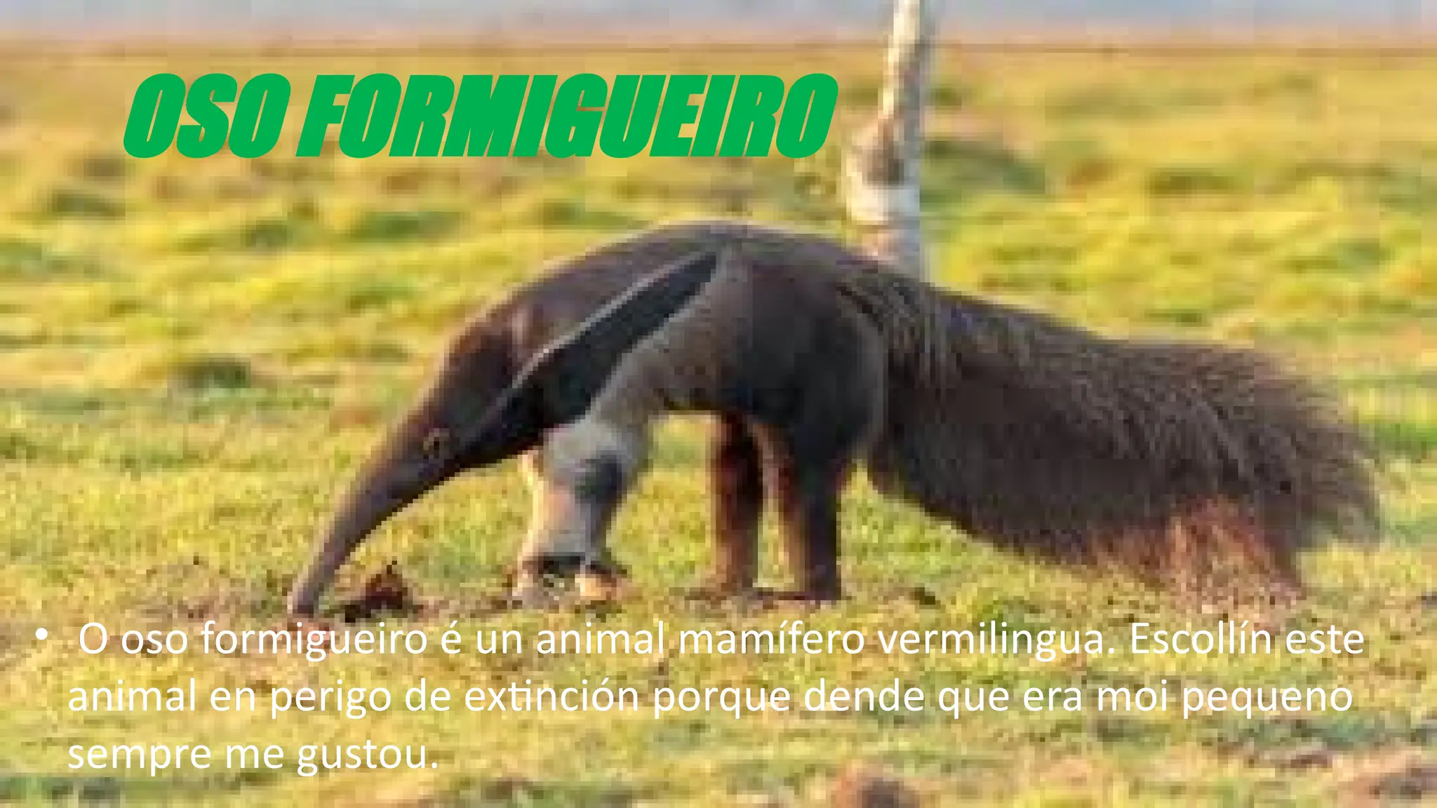OSO FORMIGEIRO[1095].ppt3eeeeeeeeeeeeeeeeeeeeeeeeex | PPTX