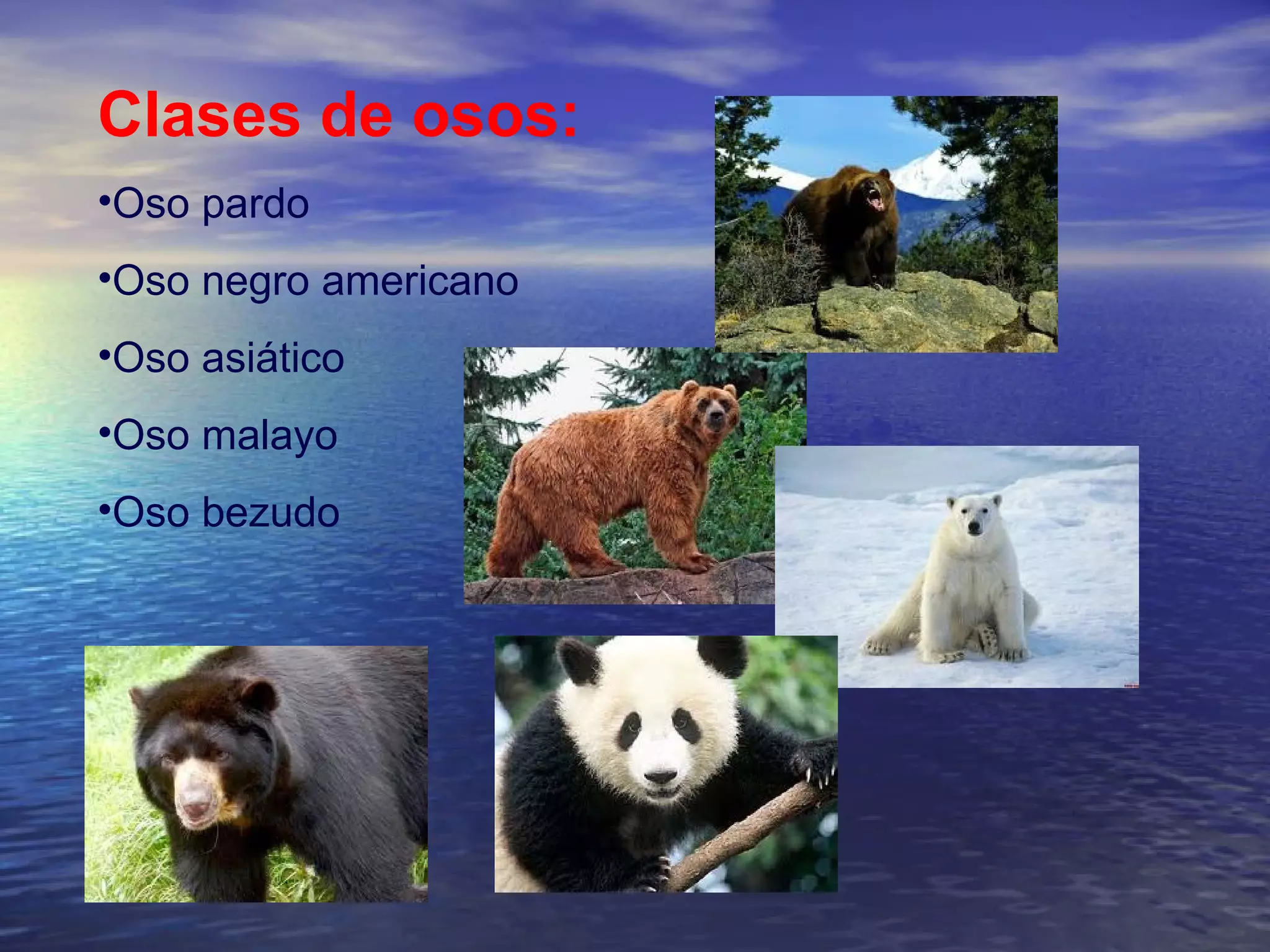 El Oso - por Francesco y Lucía | PPT