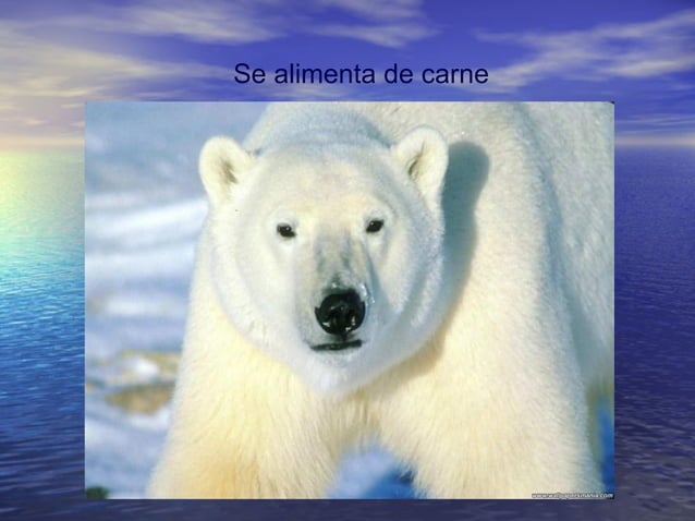 El Oso - por Francesco y Lucía | PPT