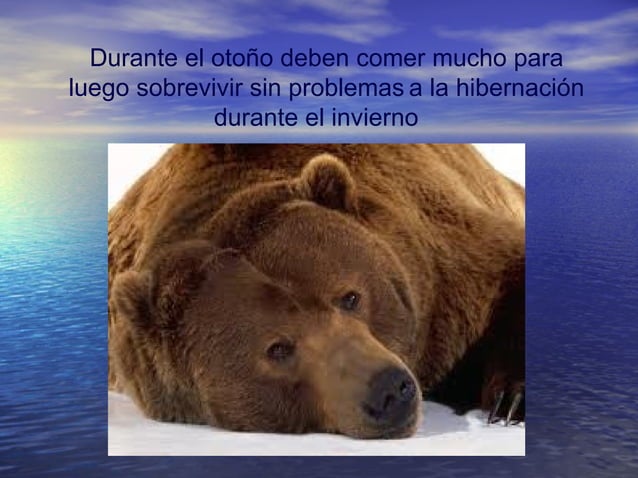 El Oso - por Francesco y Lucía | PPT