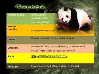 Oso panda | PDF