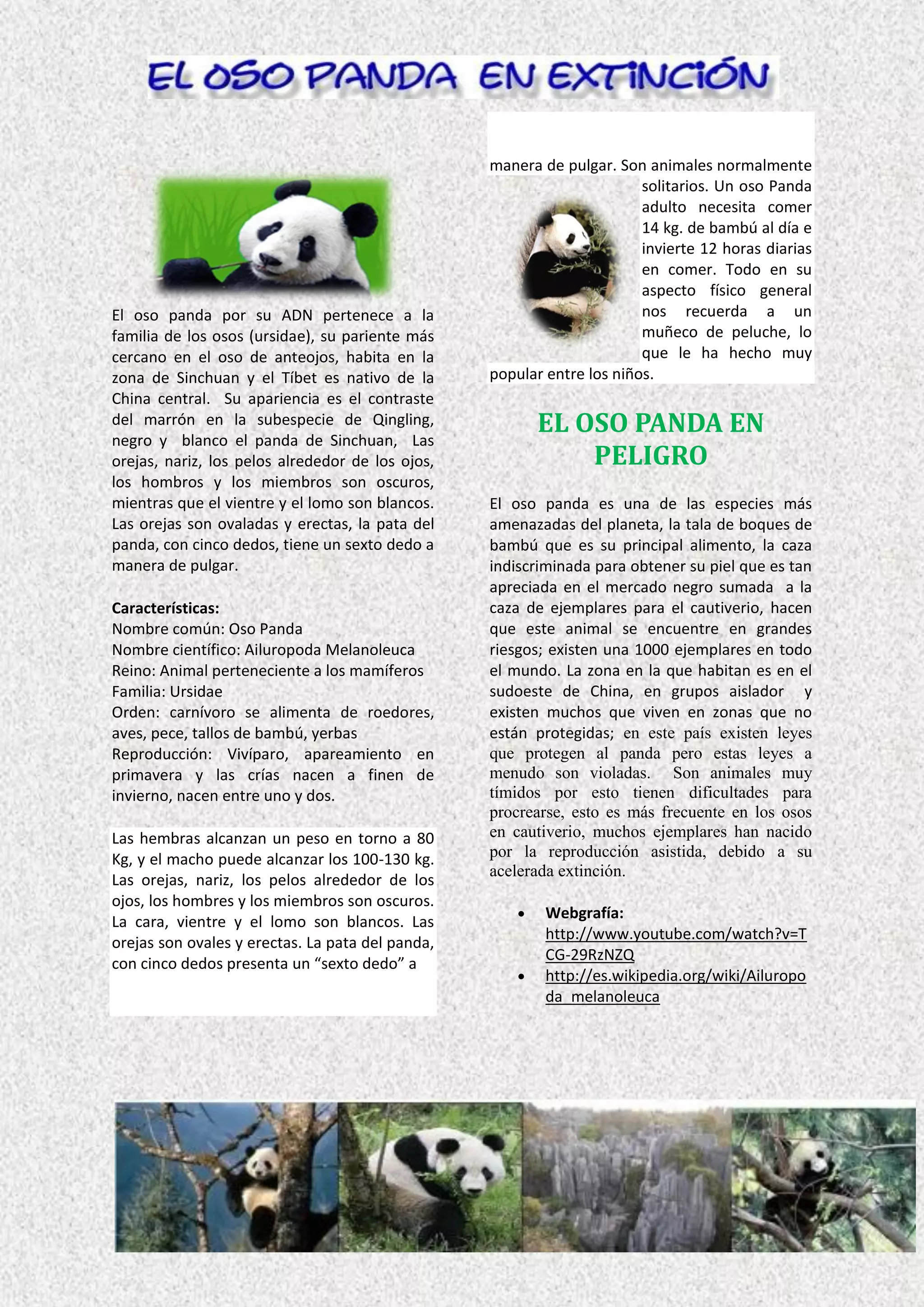 Oso panda | PDF
