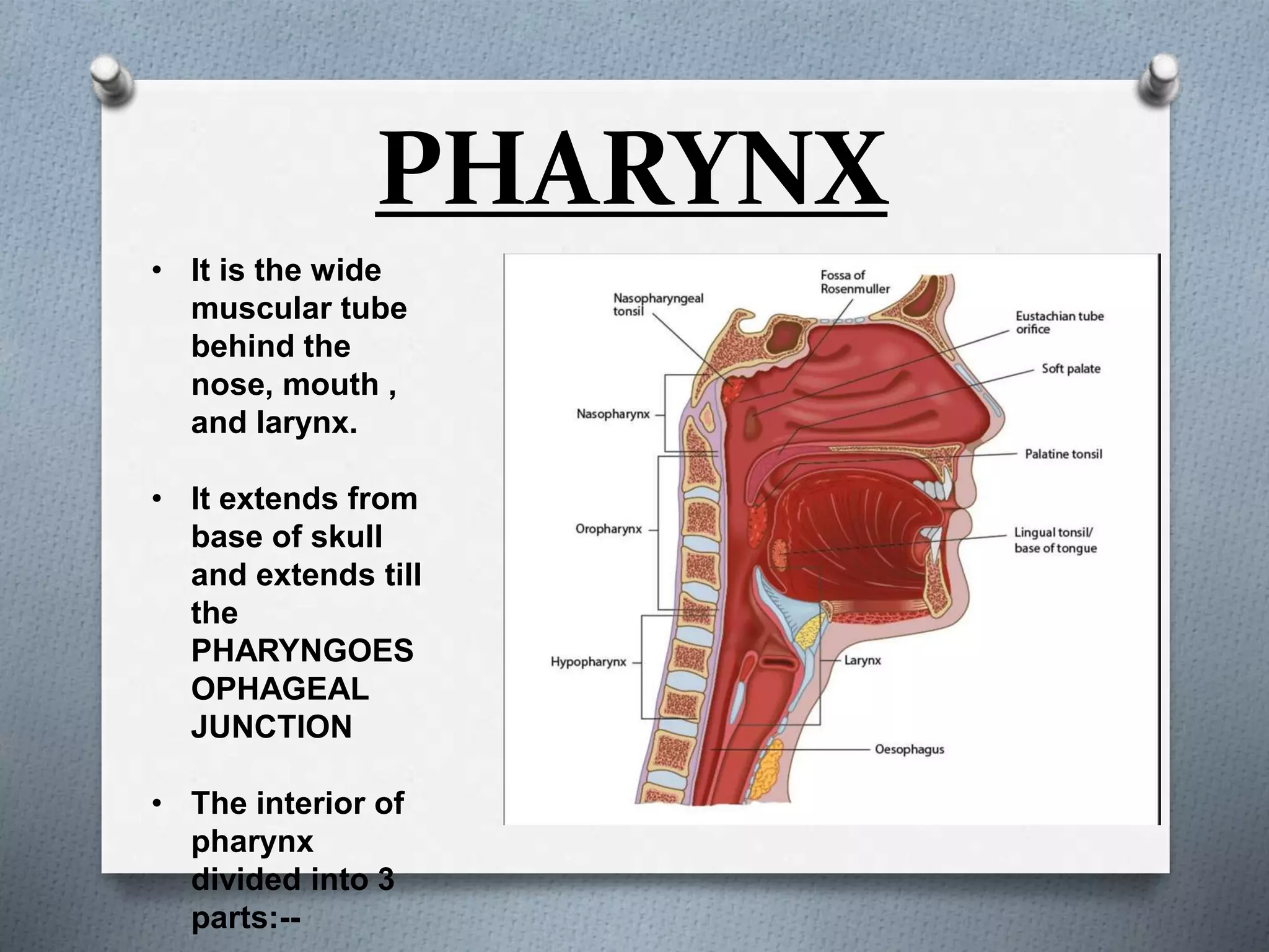 Oropharynx presentation by me | PPTX