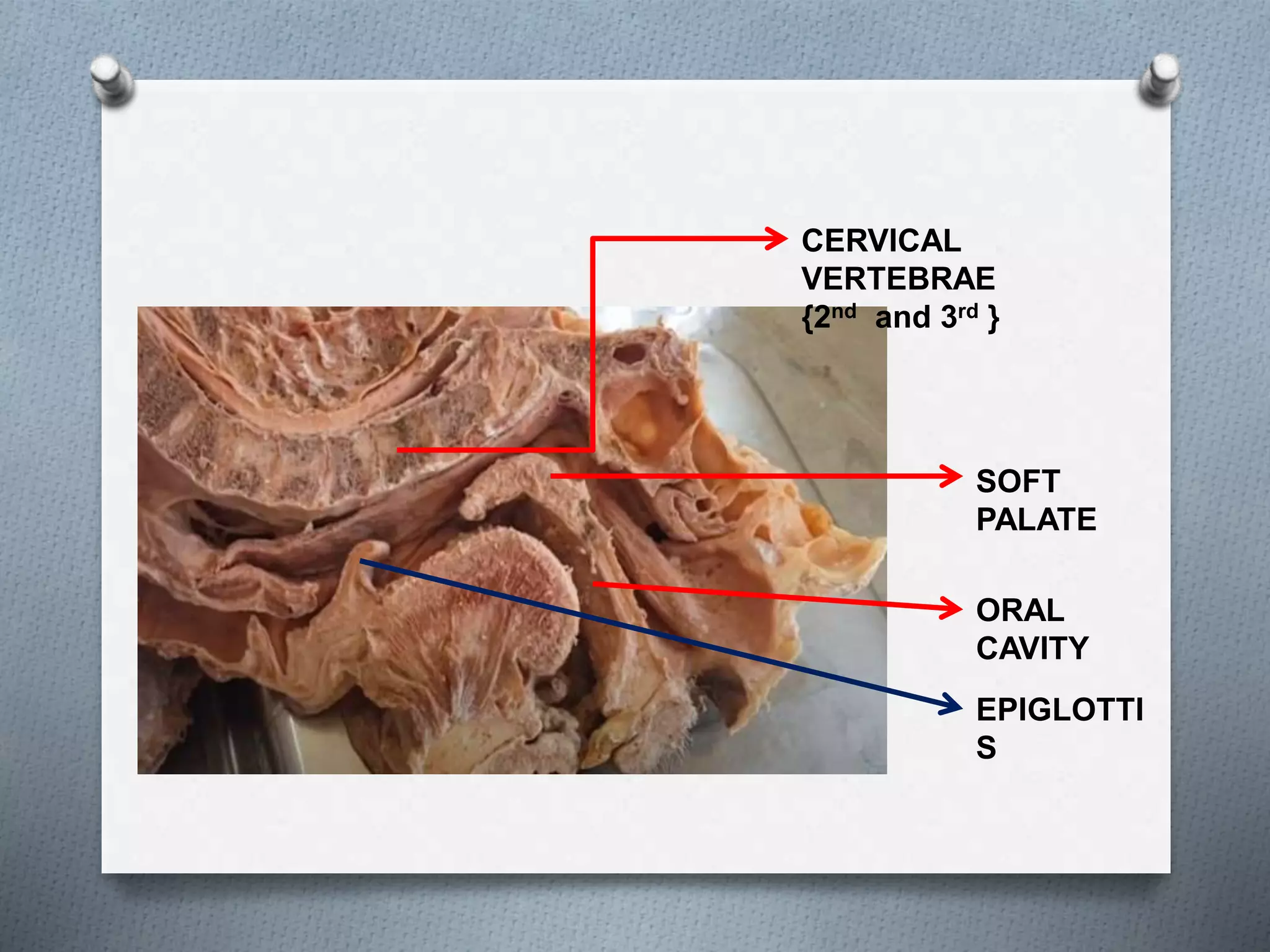 Oropharynx presentation by me | PPTX