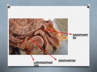 Oropharynx presentation by me | PPTX