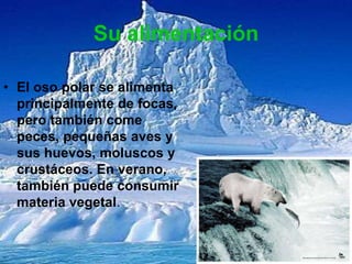 Oso polar | PPT