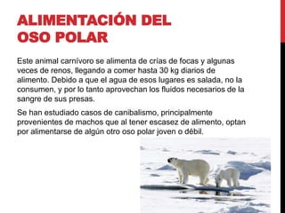 Oso polar | PPT
