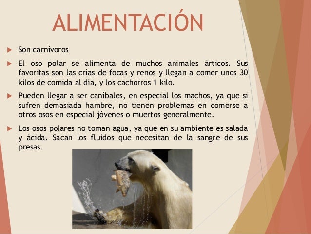 De Que Se Alimenta El Oso Polar – KSSBPM