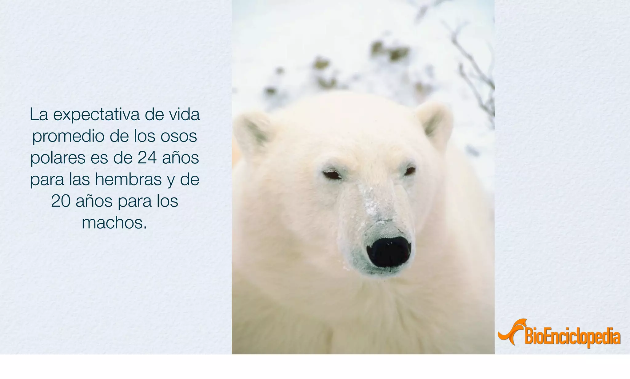 Oso Polar | PPT