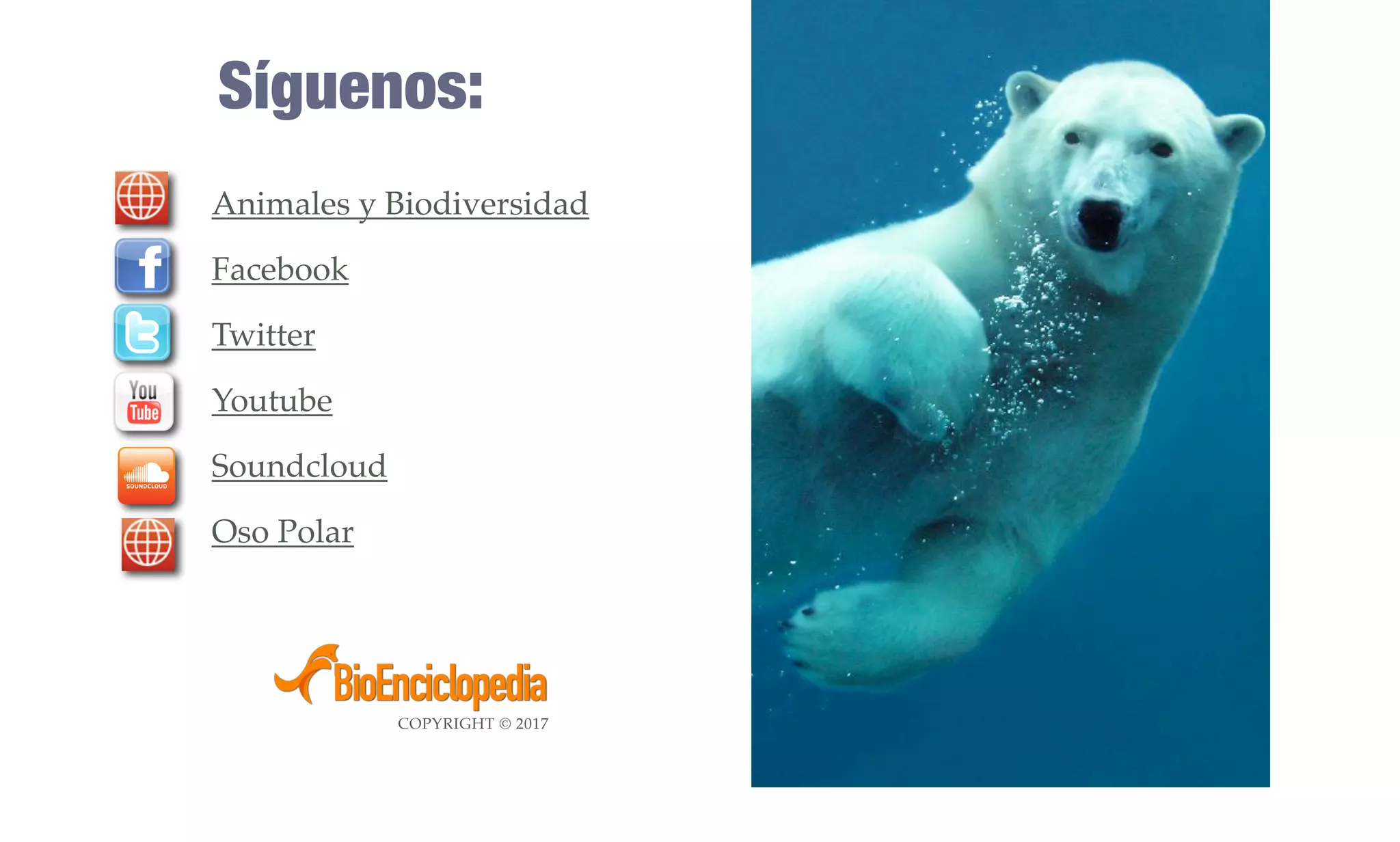Oso Polar | PPT