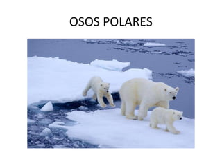 Osos polares | PPT