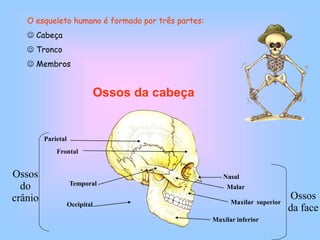 Os ossos - o esqueleto humano estudo do meio 4.ºano | PPT