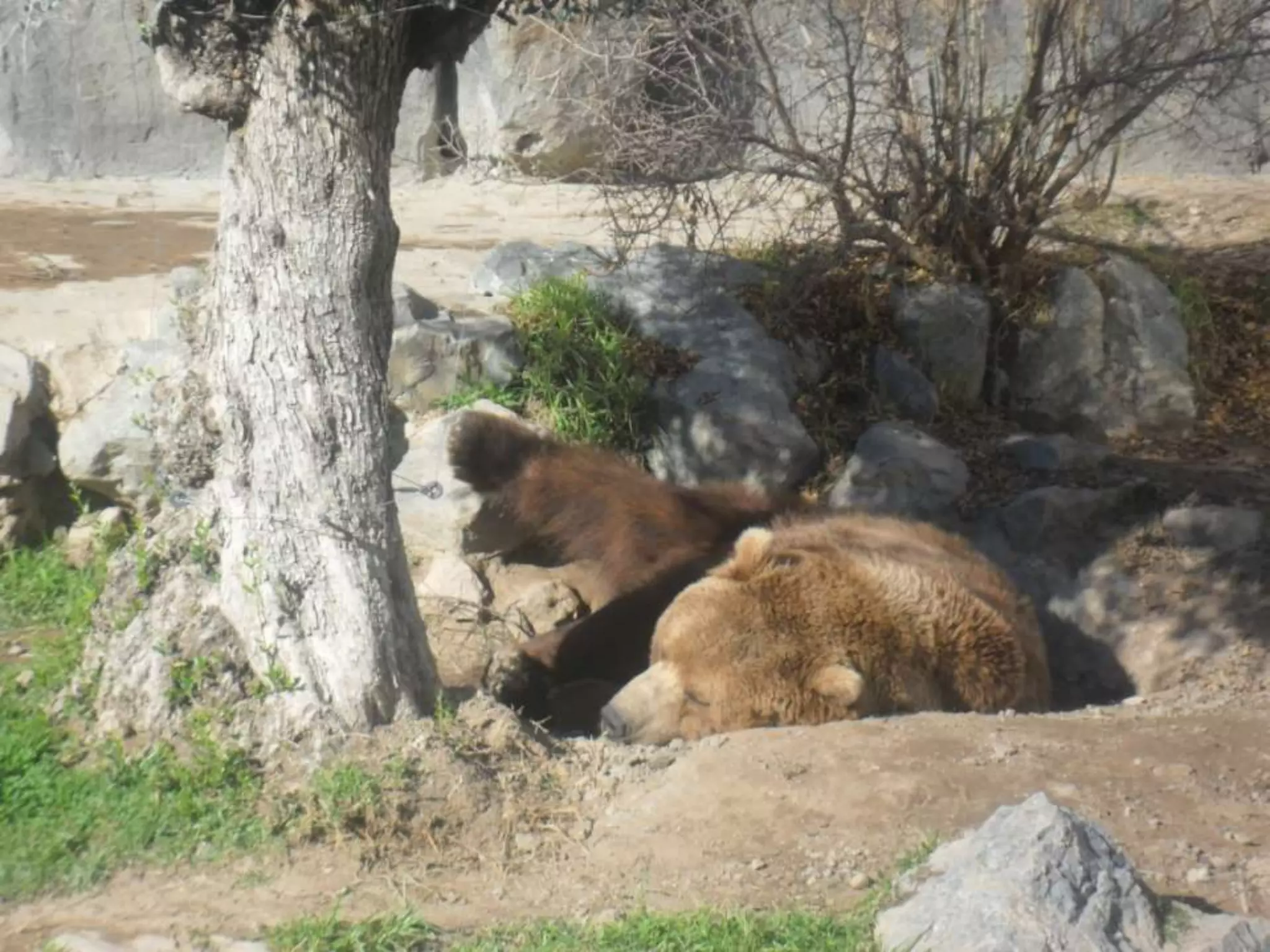 Oso zoo | PPTX