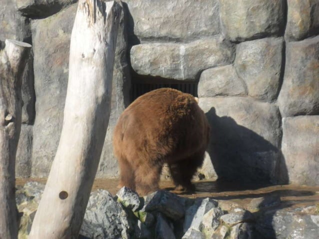 Oso zoo | PPTX
