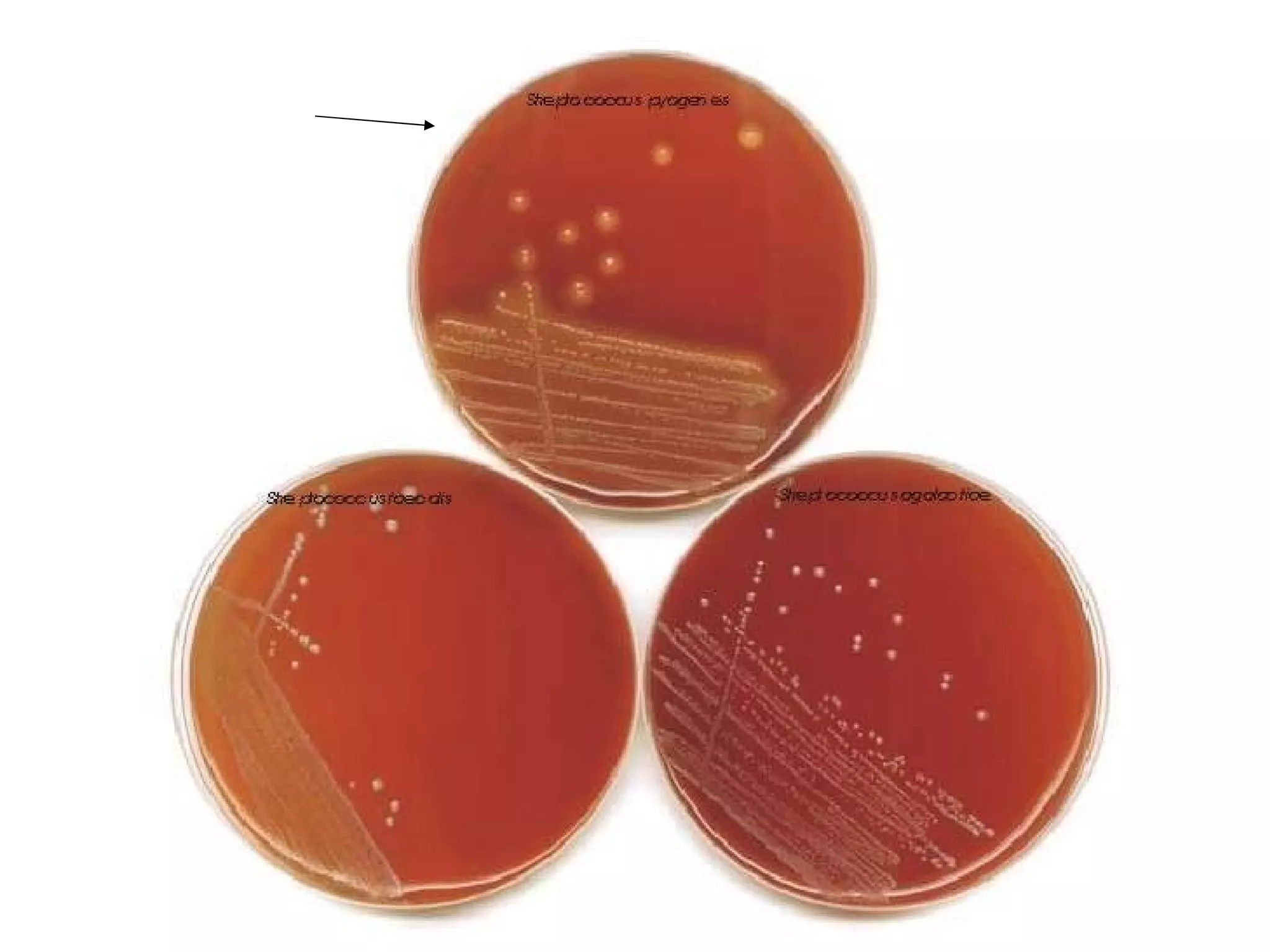 Microbiology slides | PPT