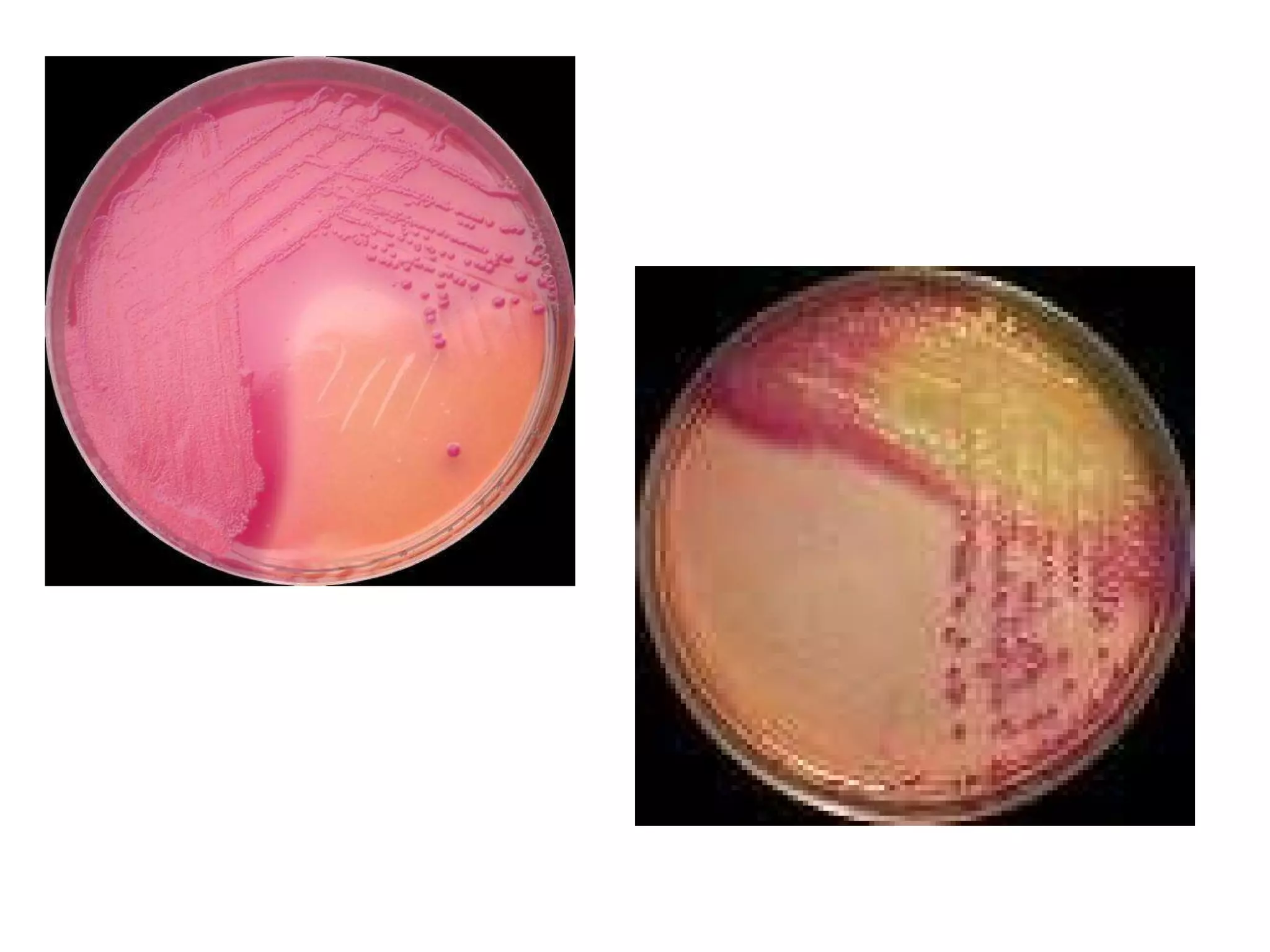 Microbiology slides | PPT