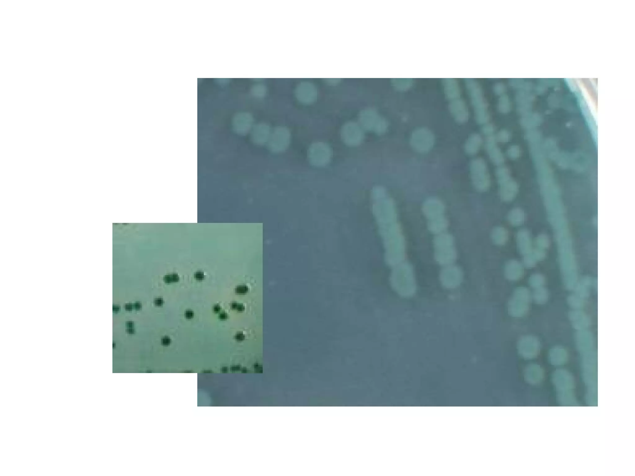 Microbiology slides | PPT